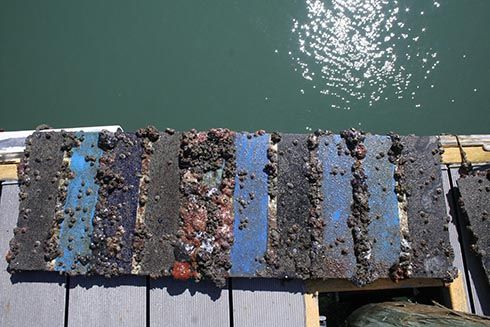 Barnacles Consume Test Panels at 18 Months - Practical Sailor